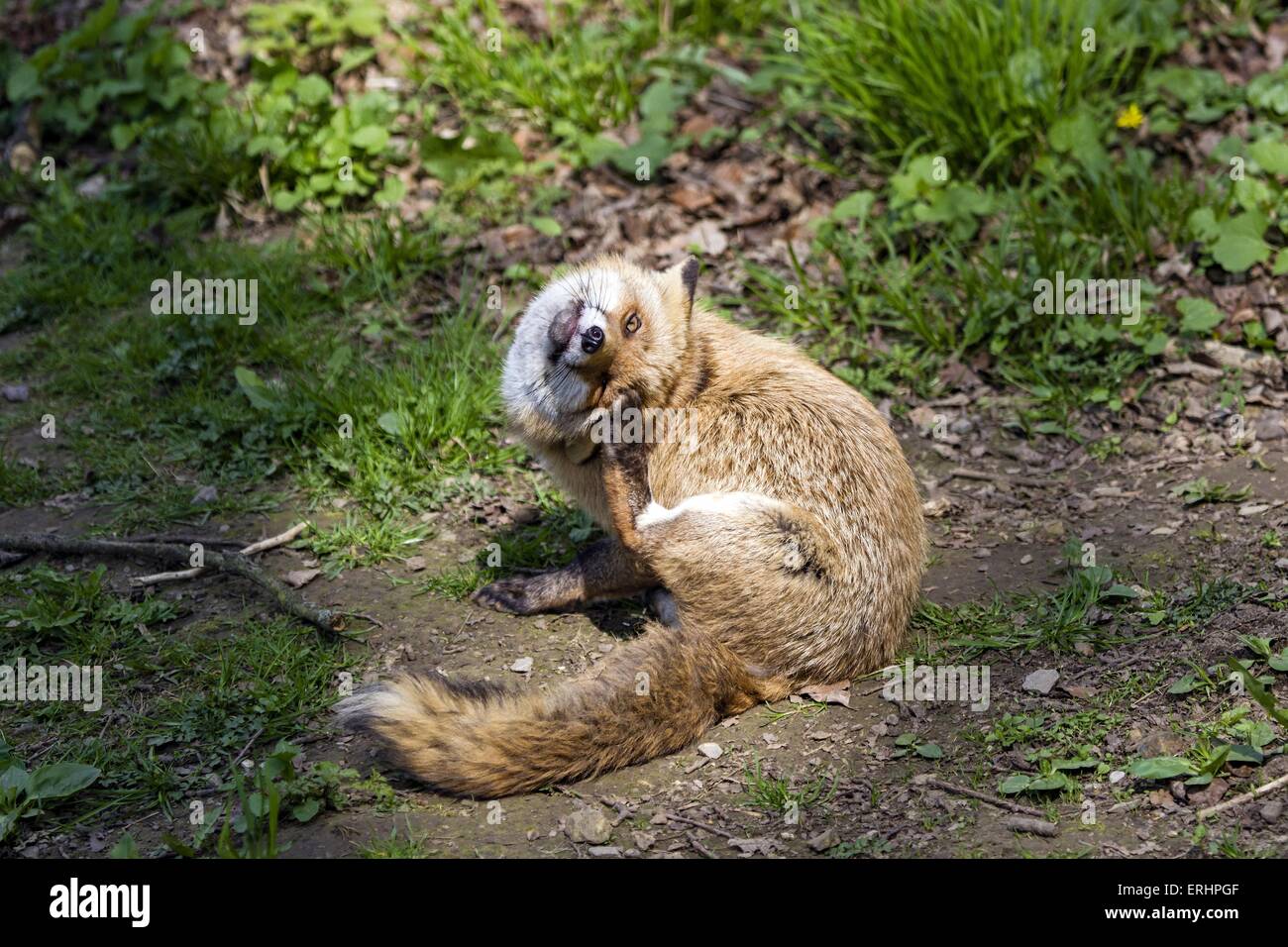 Itching fox hi-res stock photography and images - Alamy