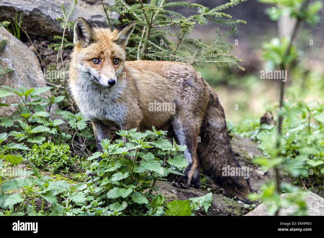 Red fox stands hi-res stock photography and images - Alamy