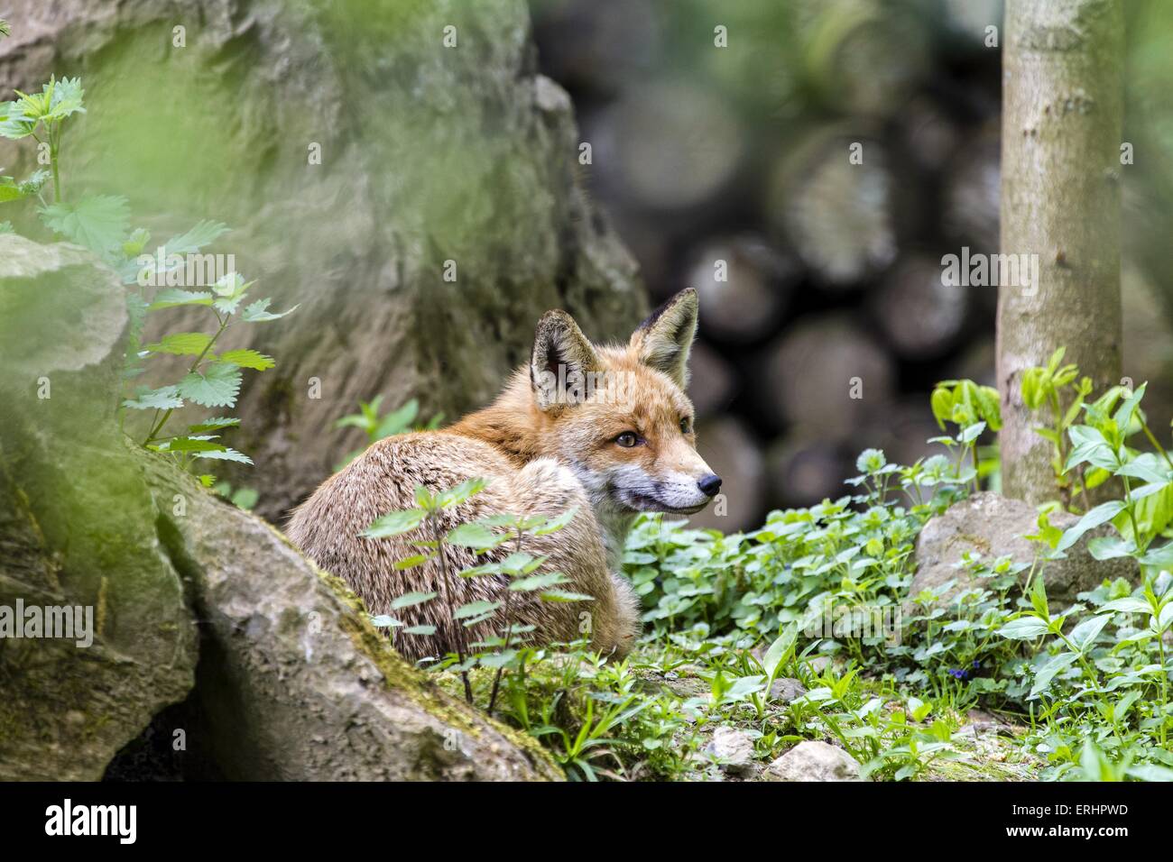 Rear view red fox hi-res stock photography and images - Alamy
