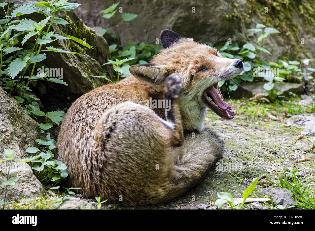 Itchy fox hi-res stock photography and images - Alamy
