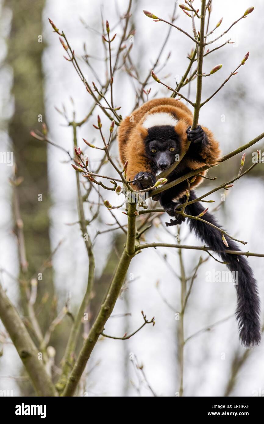 red ruffed lemur Stock Photo - Alamy