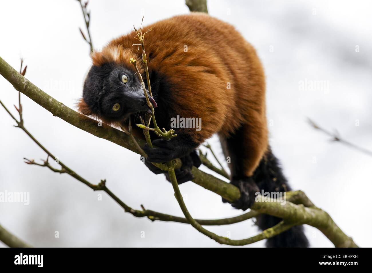 red ruffed lemur Stock Photo - Alamy
