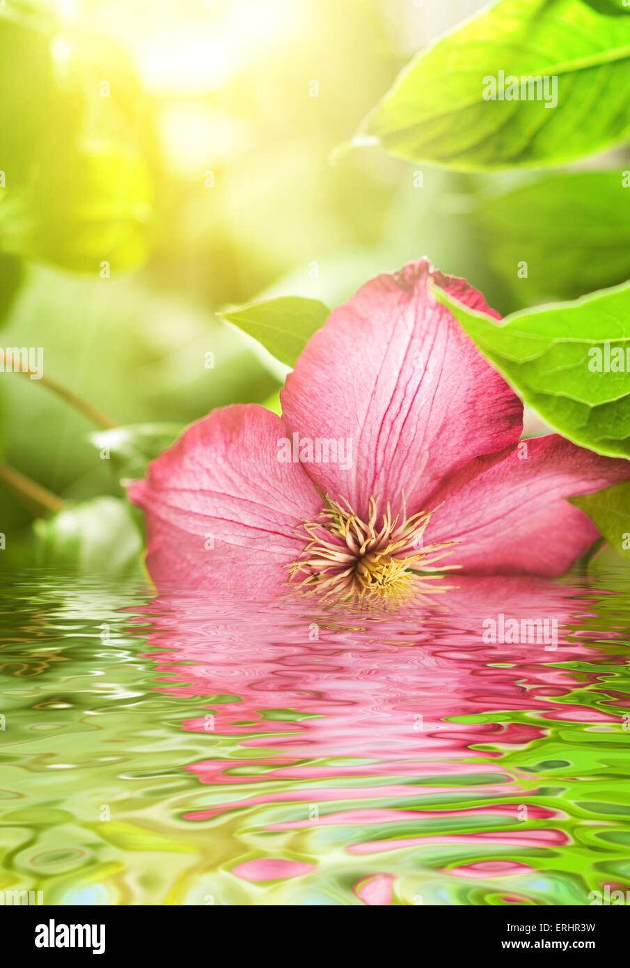 Pink flower reflected in rendered water Stock Photo - Alamy