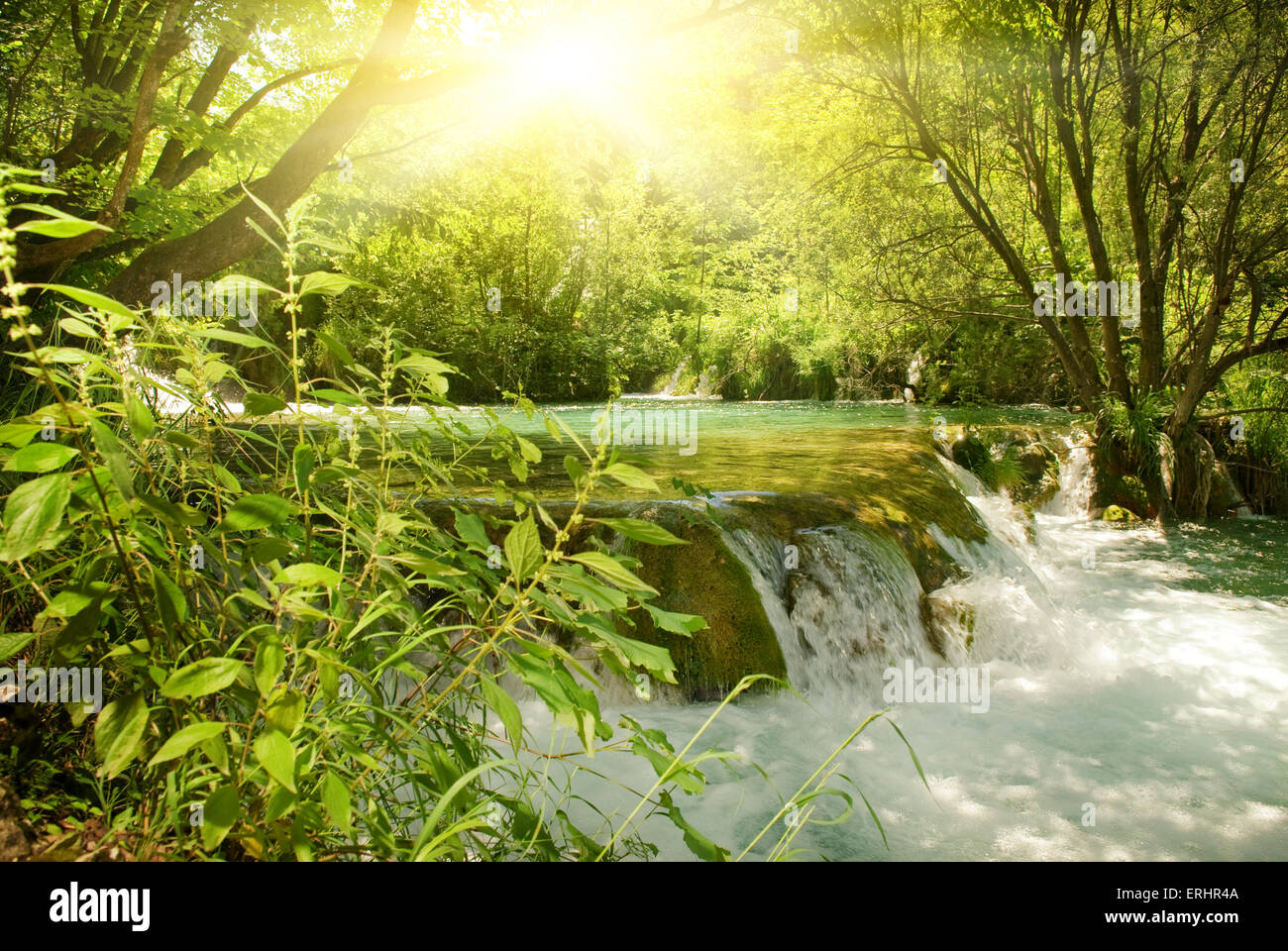 Sunshine in a forest Stock Photo - Alamy