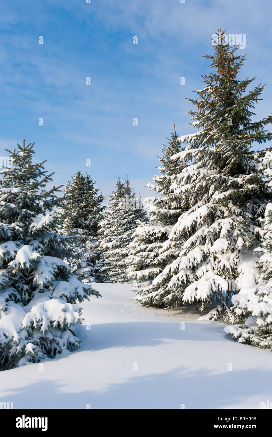 Snowy trees at day Stock Photo - Alamy