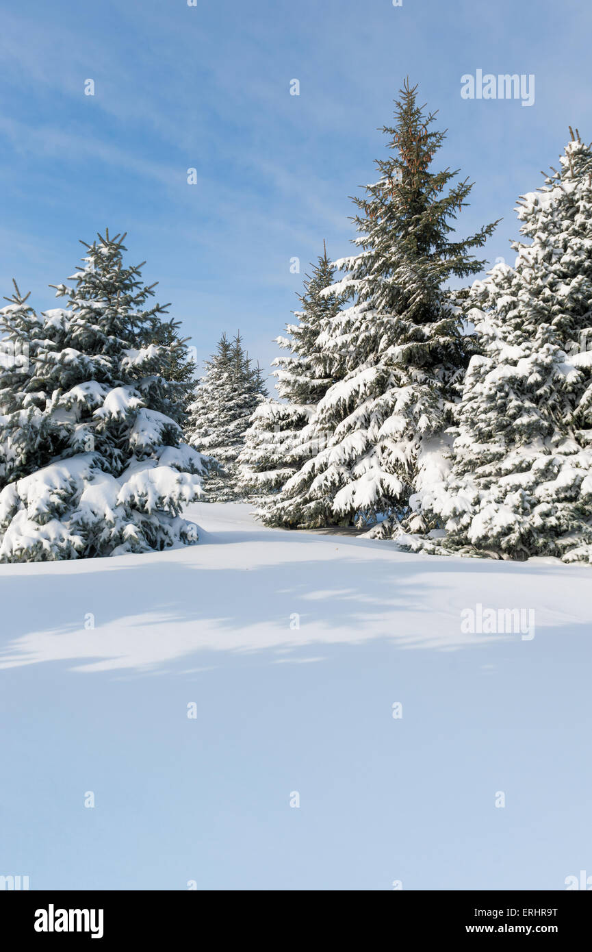 Snowy trees landscape at day Stock Photo - Alamy