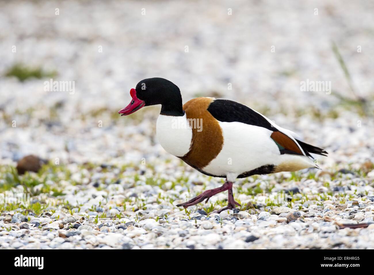 Duck grit hi-res stock photography and images - Alamy
