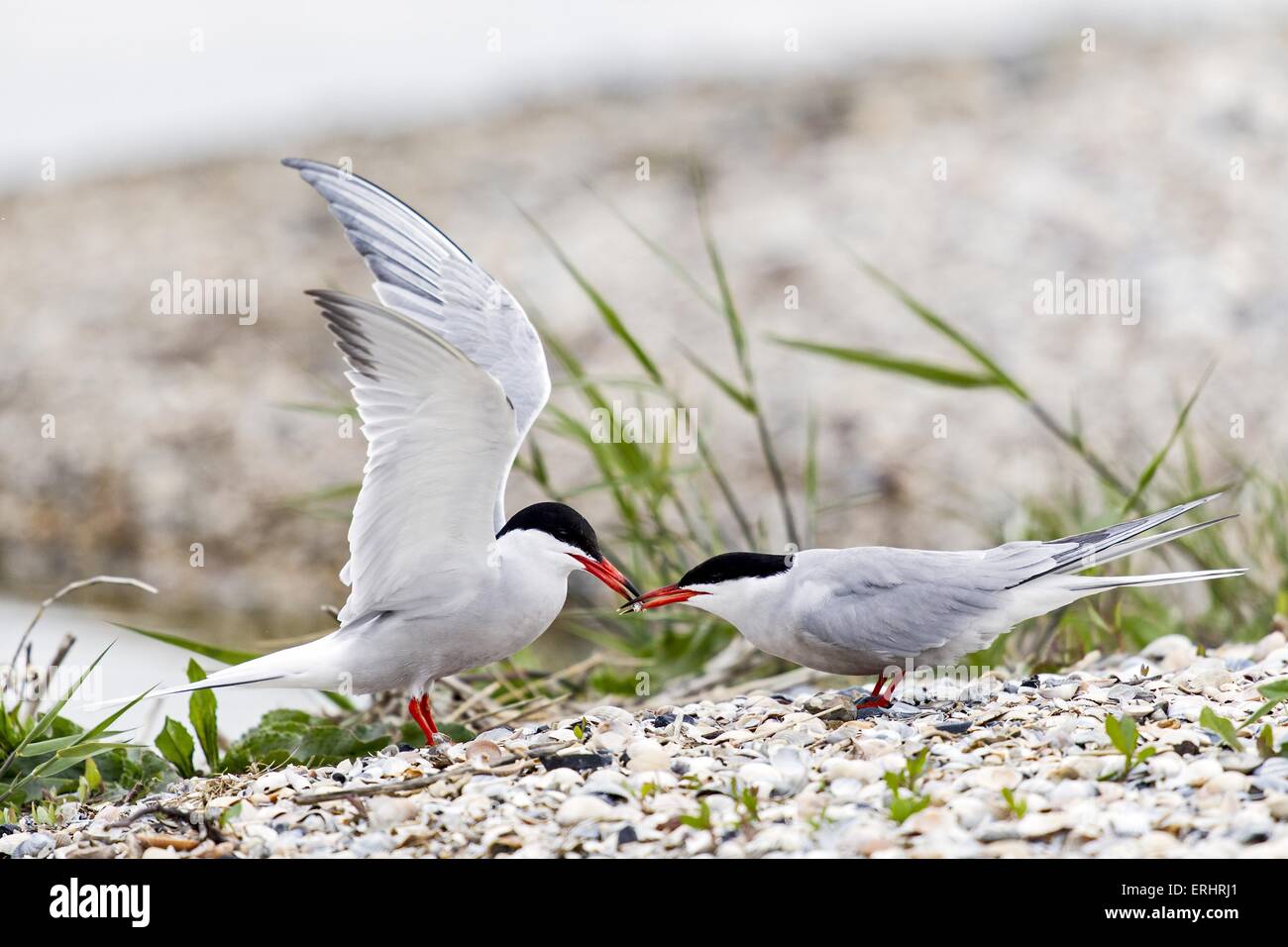 Common terns hi-res stock photography and images - Alamy