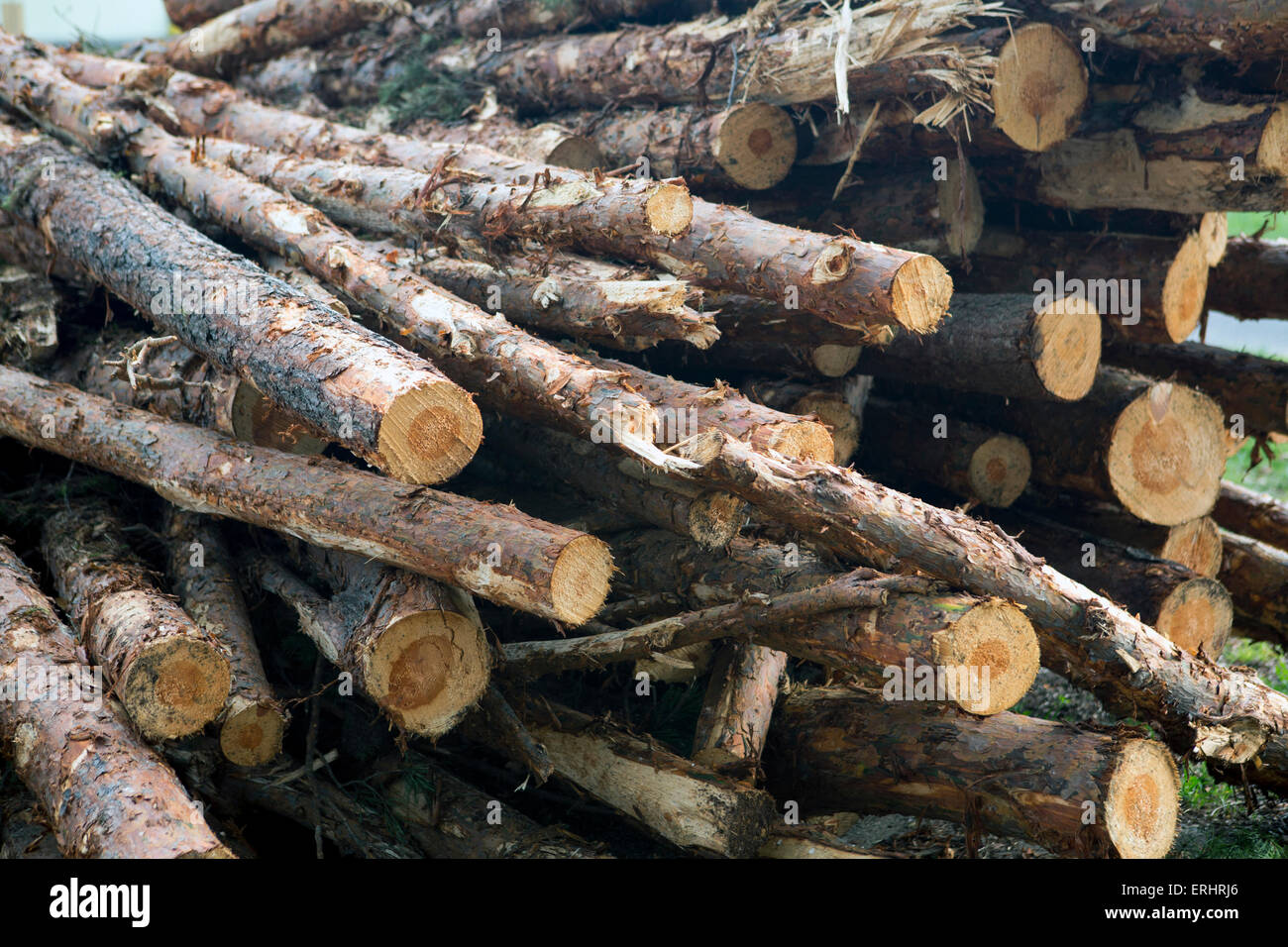 cut tree trunks on a big pile Stock Photo - Alamy
