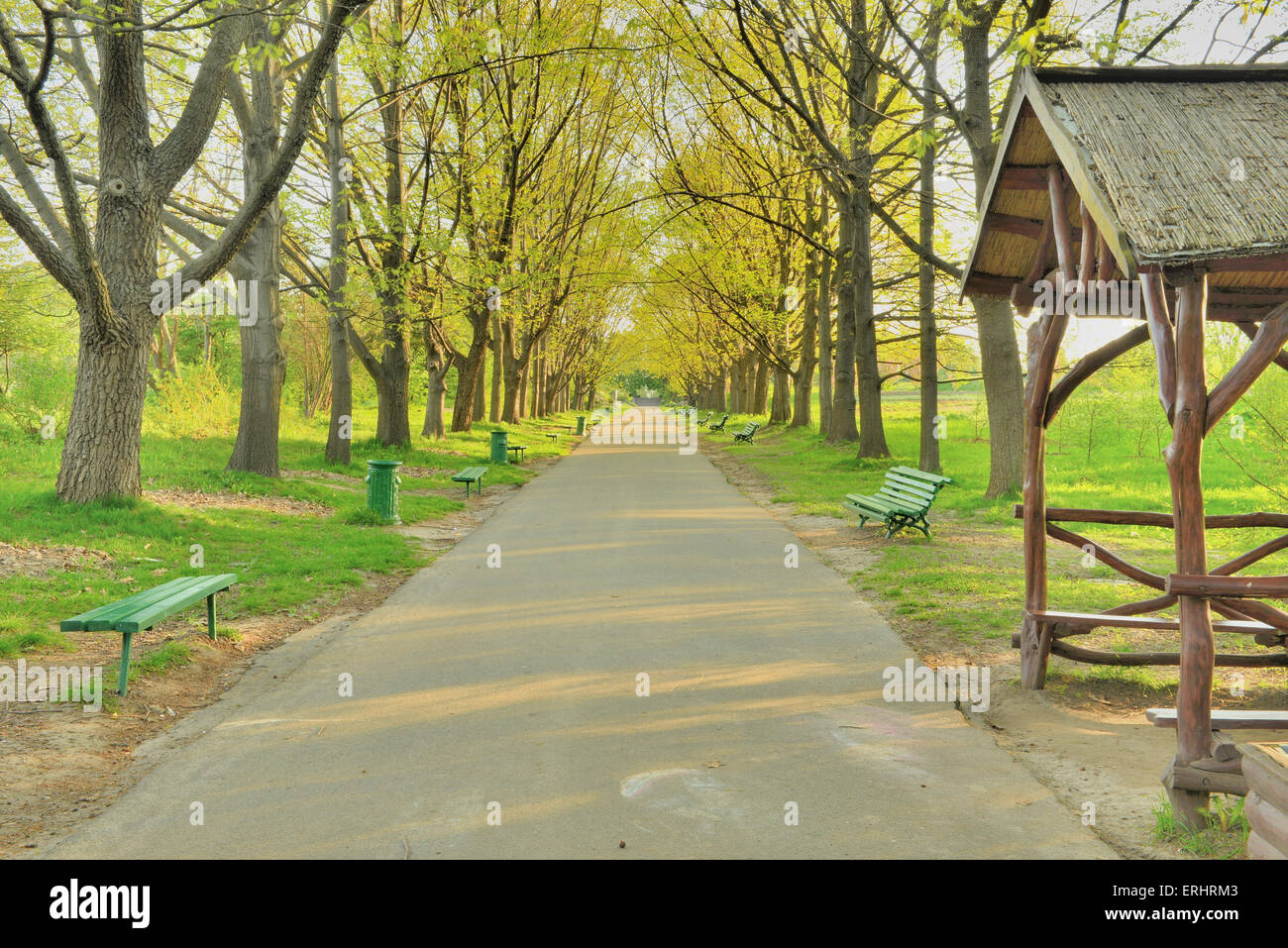 Oak alley in the botanical garden Stock Photo - Alamy