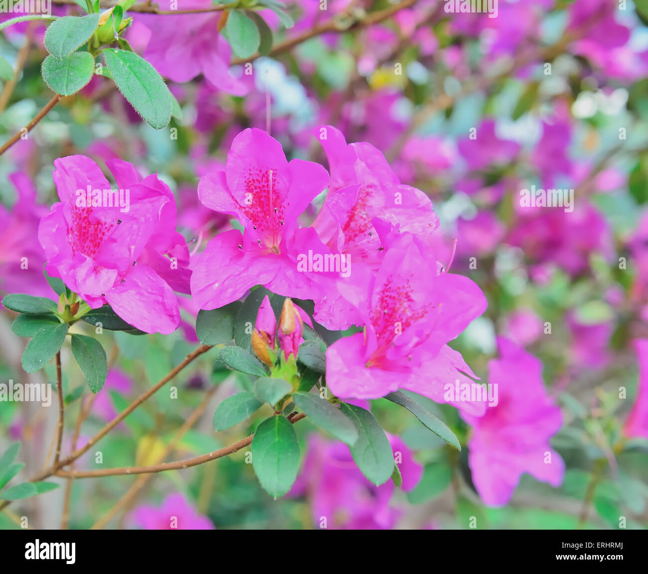 Green bushes with pink azaleas hi-res stock photography and images - Alamy