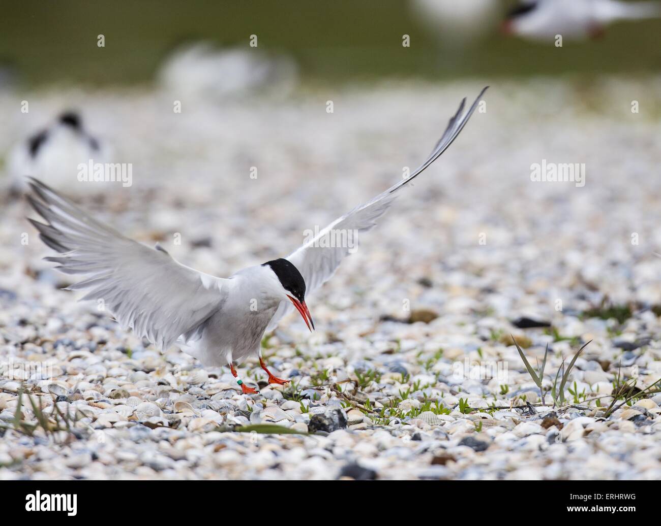 Common tern in wings hi-res stock photography and images - Alamy