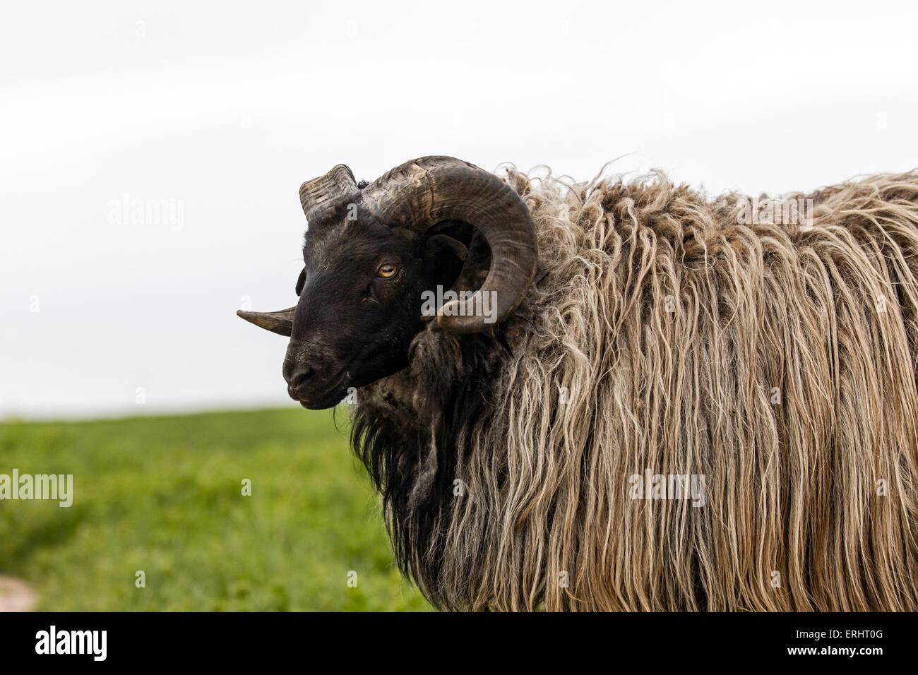 Domestic sheep side profile hi-res stock photography and images - Alamy