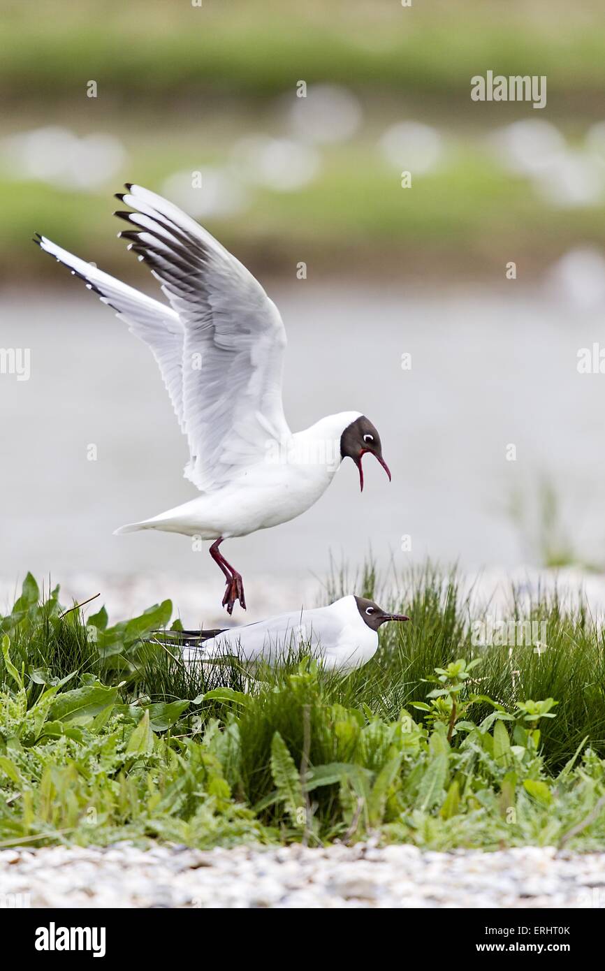 common black-headed gulls Stock Photo - Alamy