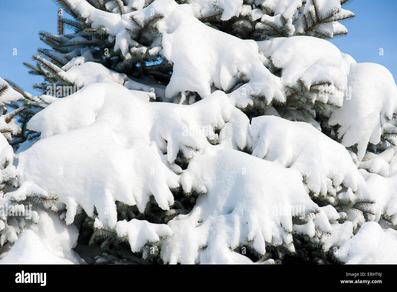 background from fir trees covered by snow Stock Photo - Alamy