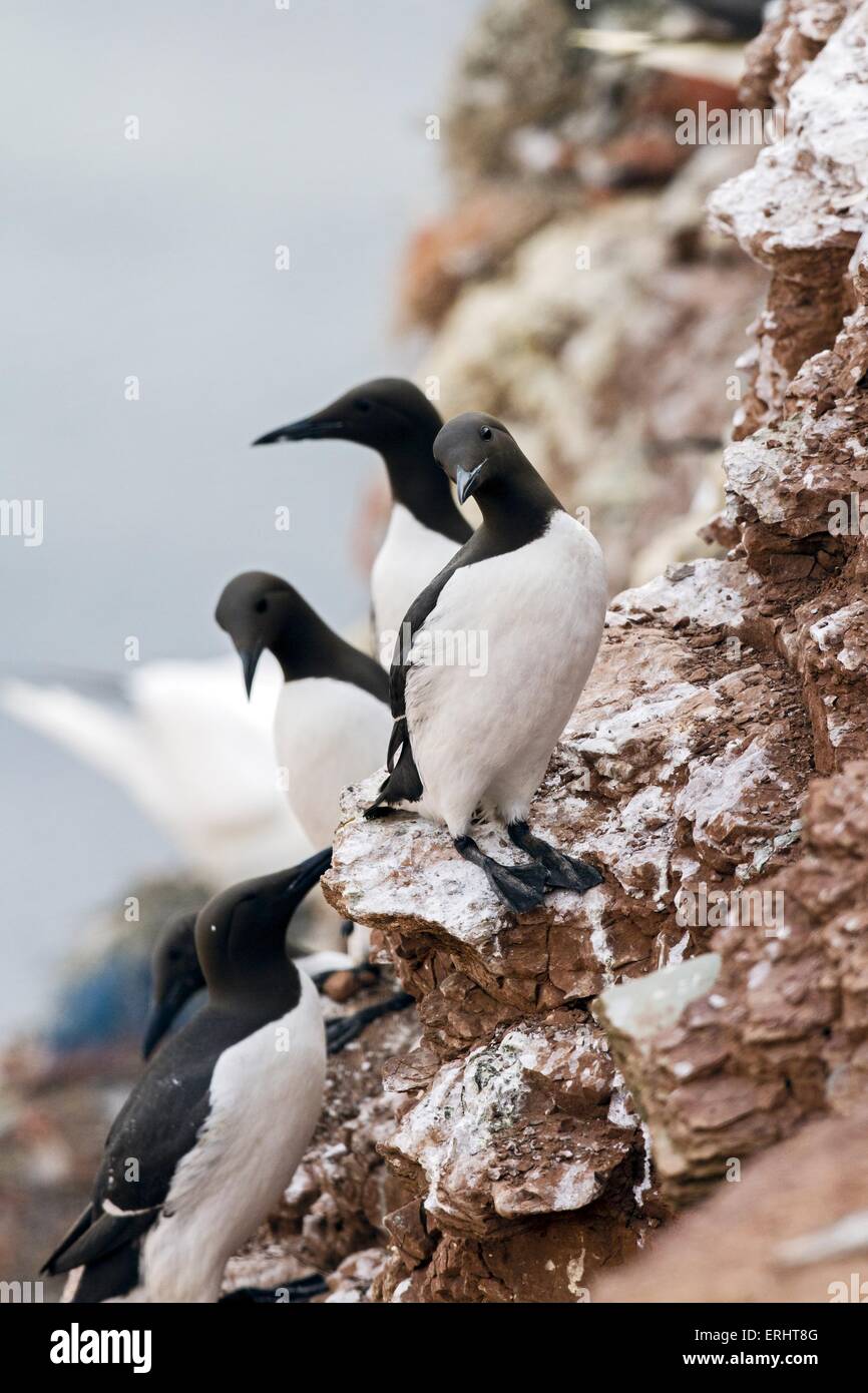 Common guillemots hi-res stock photography and images - Alamy
