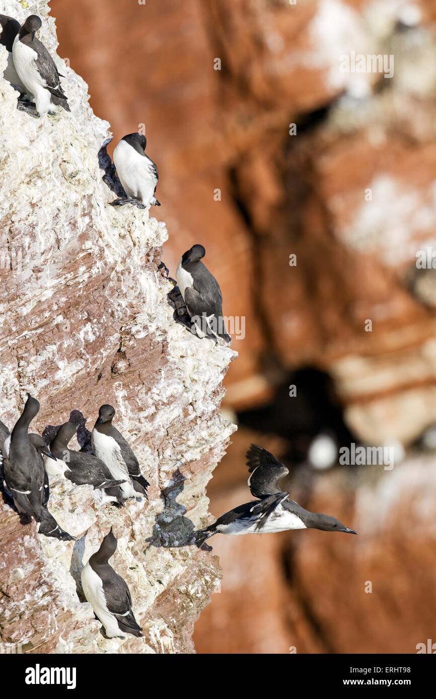 Common guillemots hi-res stock photography and images - Alamy
