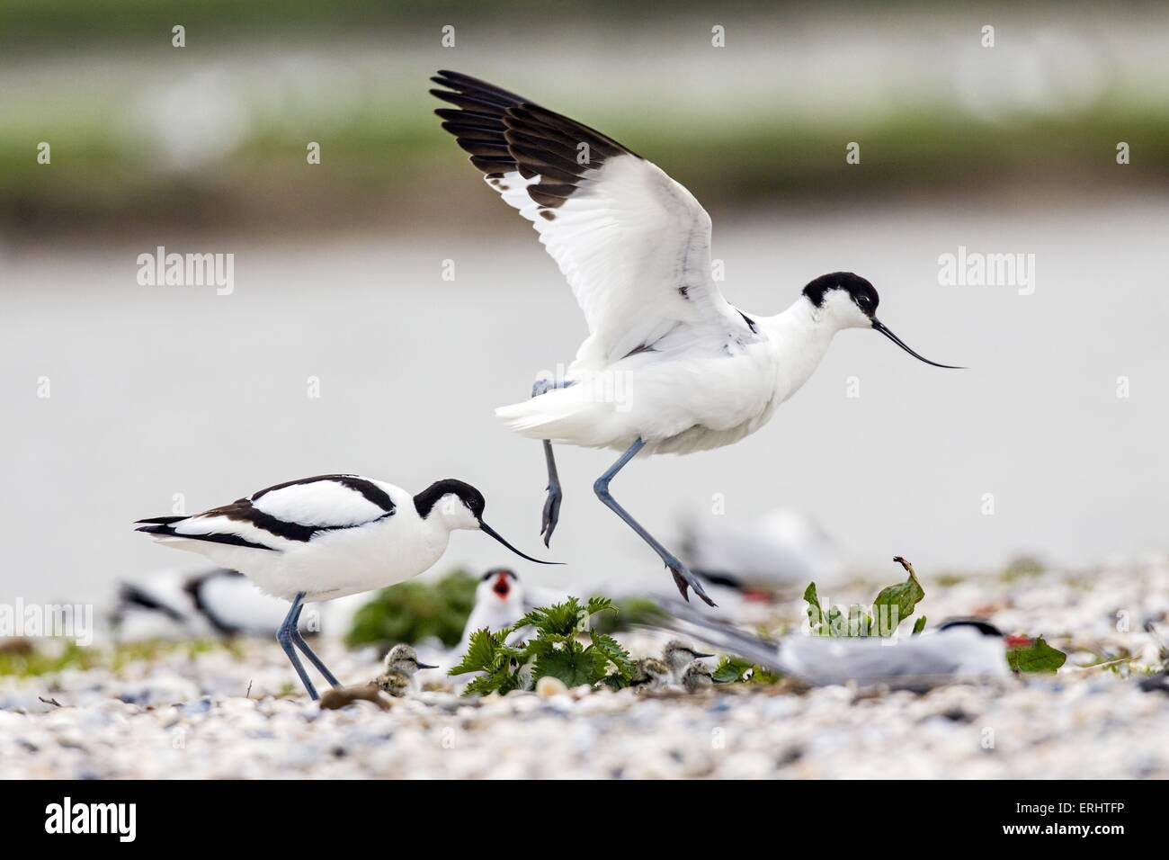 Pied avocet recurvirostra avosetta landing hi-res stock photography and ...