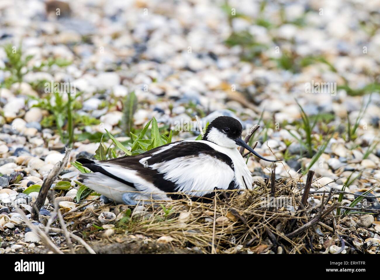 Avocet birds nesting hi-res stock photography and images - Alamy