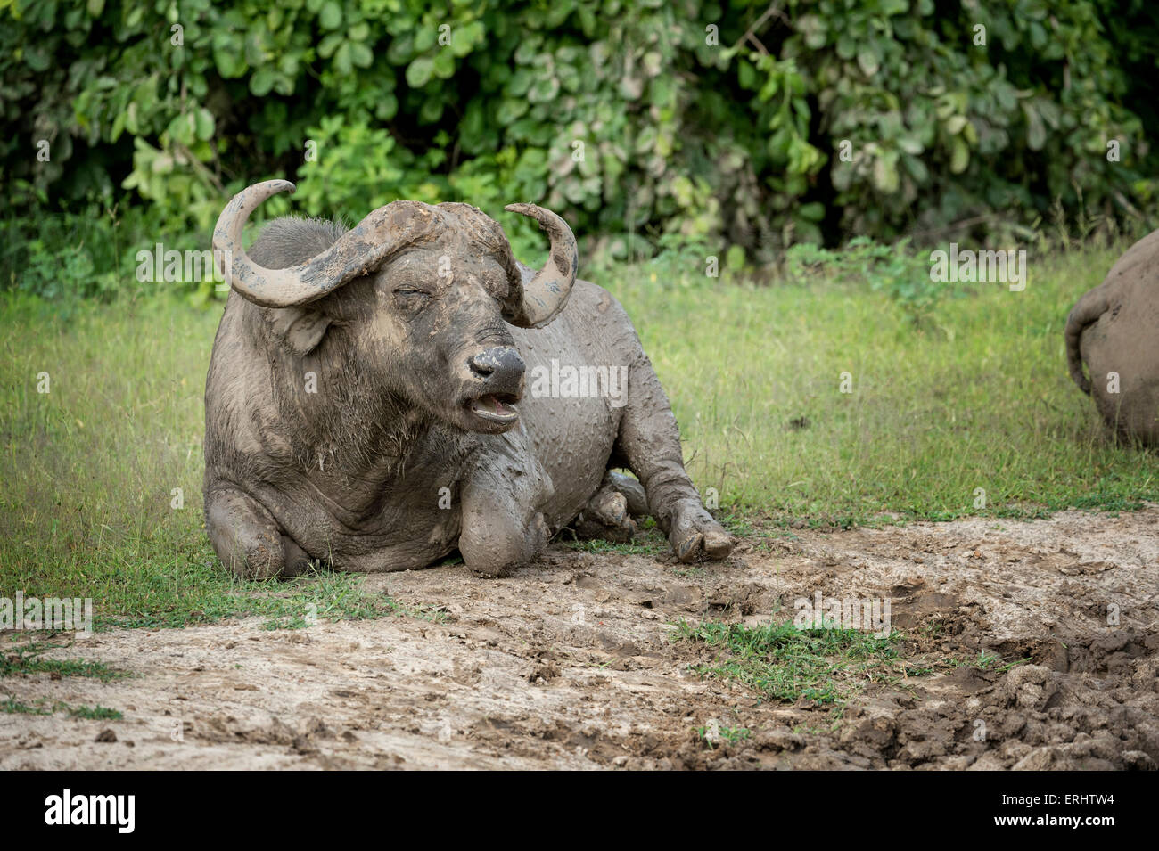 Buffalo laying down hi-res stock photography and images - Alamy