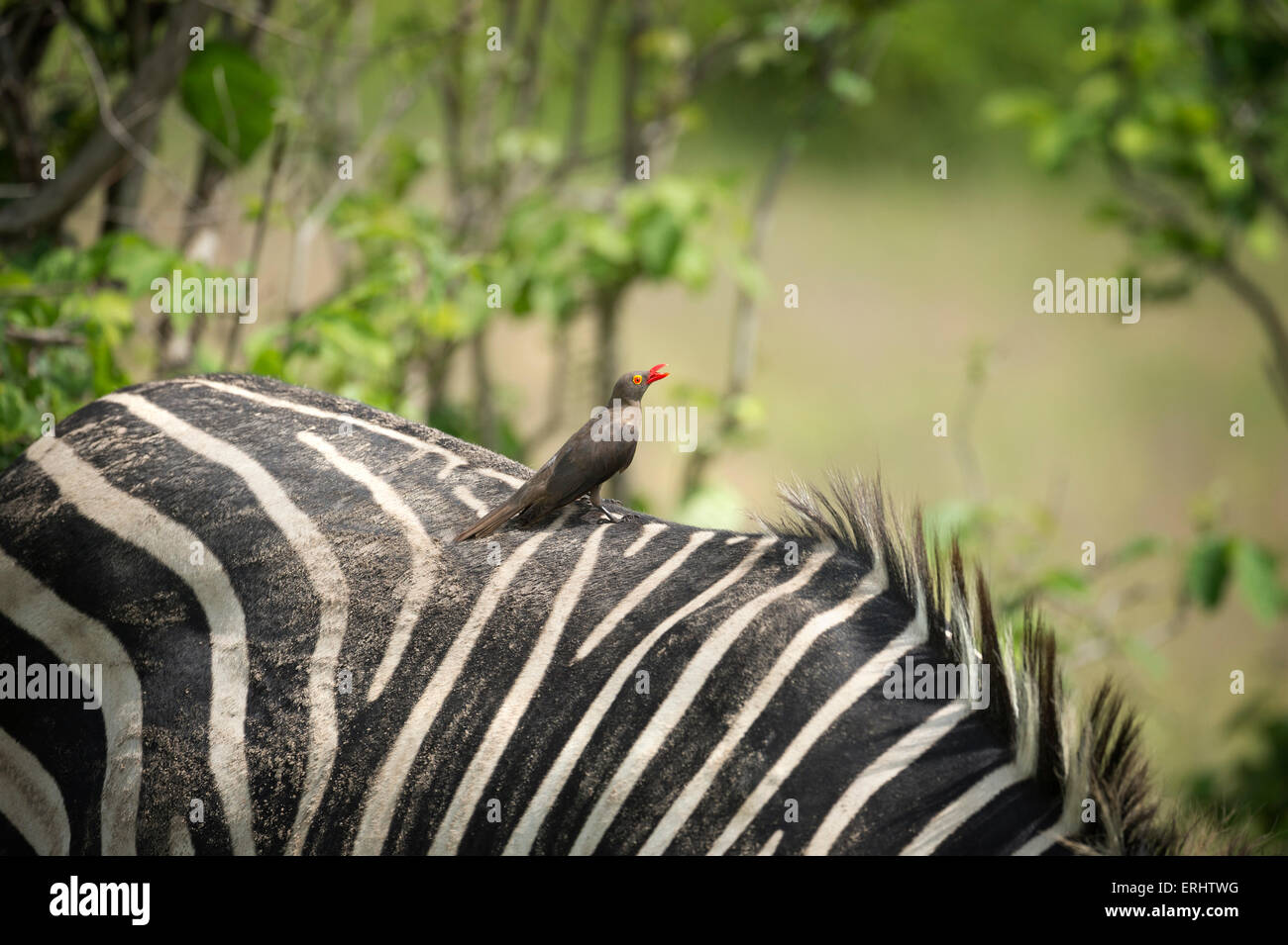 Zebra stripes bird oxpecker hi-res stock photography and images - Alamy