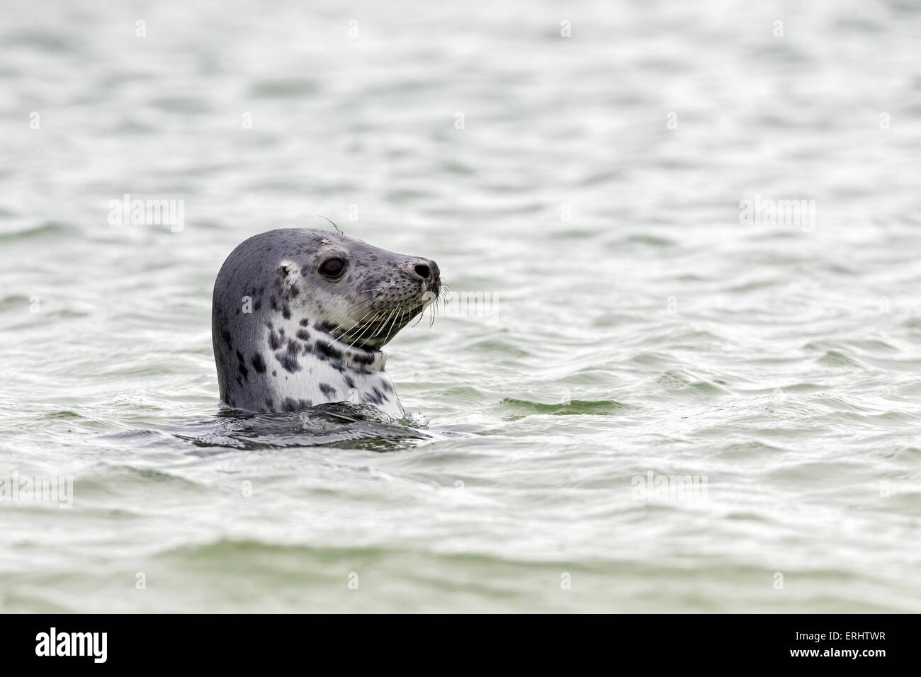 common harbor seal Stock Photo - Alamy
