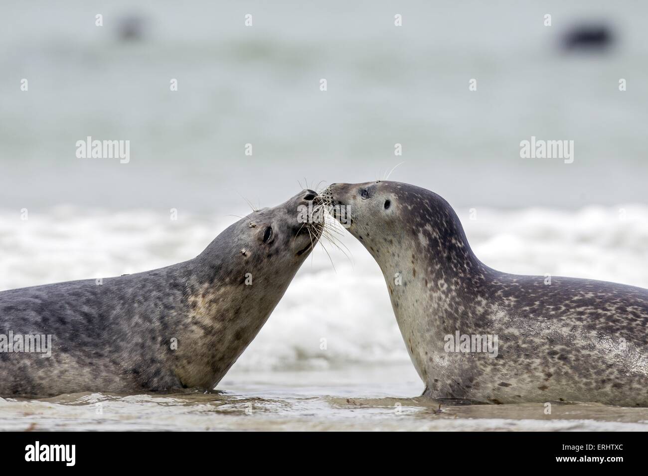 Seals kissing hi-res stock photography and images - Alamy