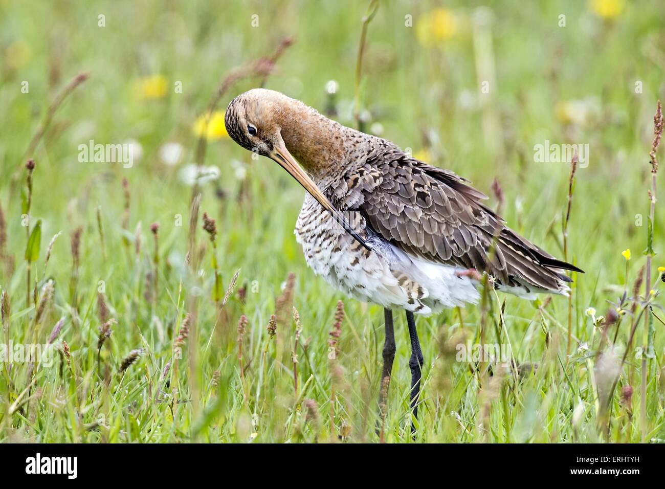 Godwit preening hi-res stock photography and images - Alamy