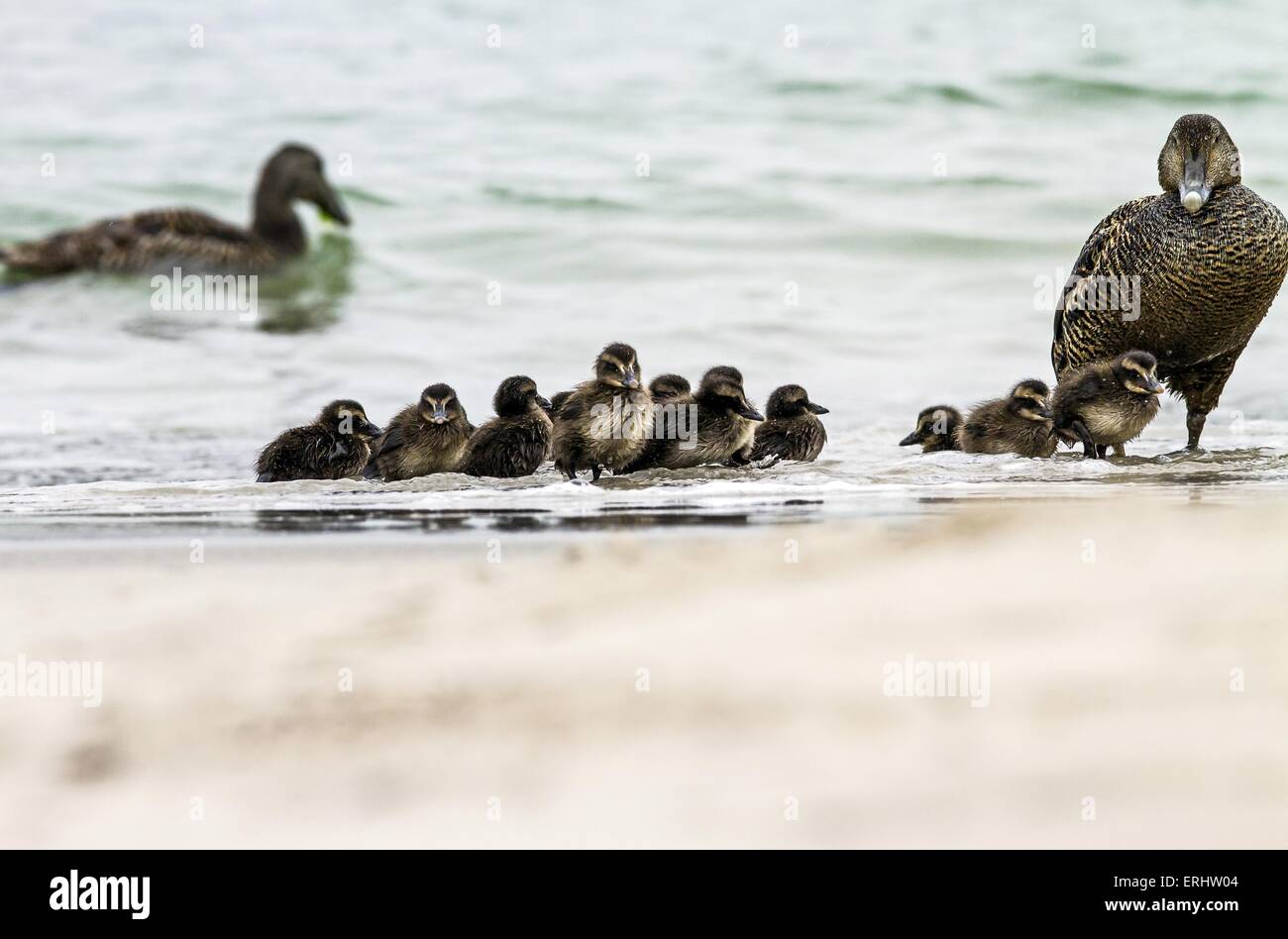 Common eider family group hi-res stock photography and images - Alamy