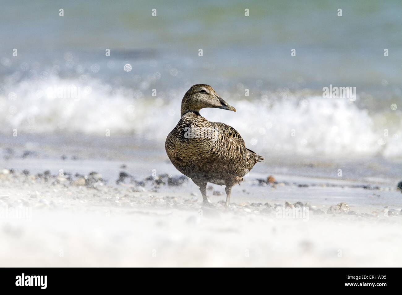 common eider duck Stock Photo - Alamy