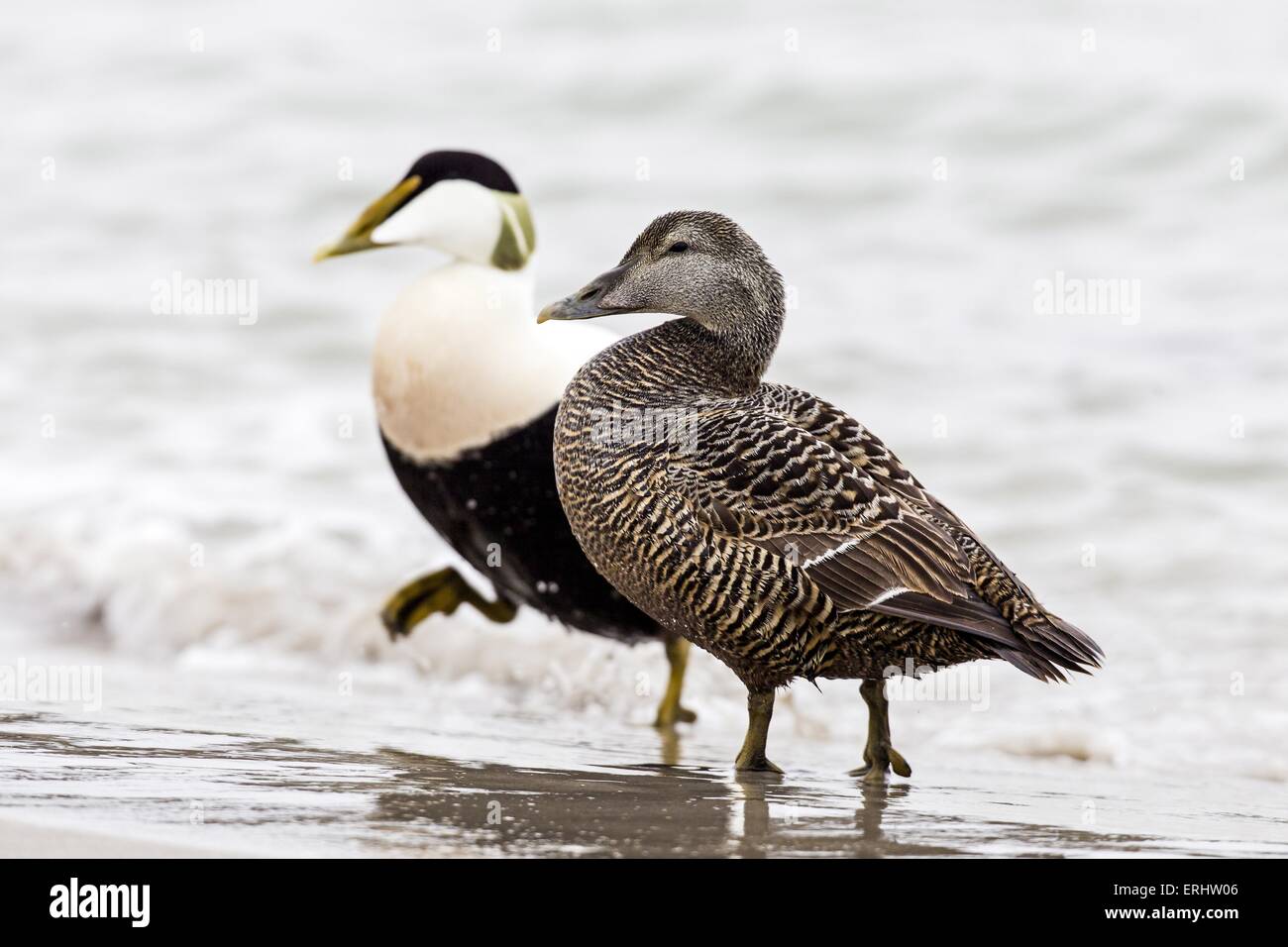 common eider ducks Stock Photo - Alamy