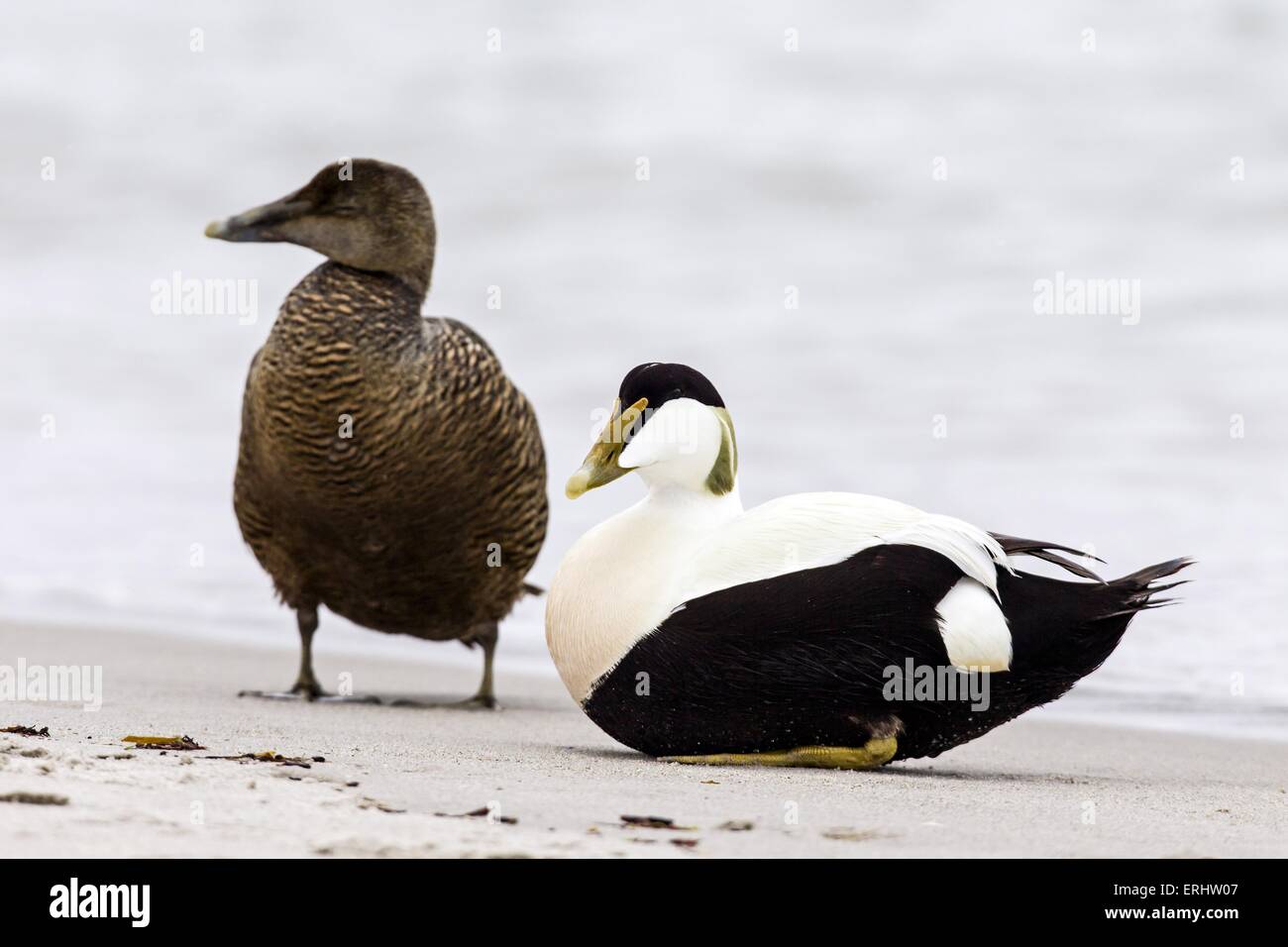 common eider ducks Stock Photo - Alamy