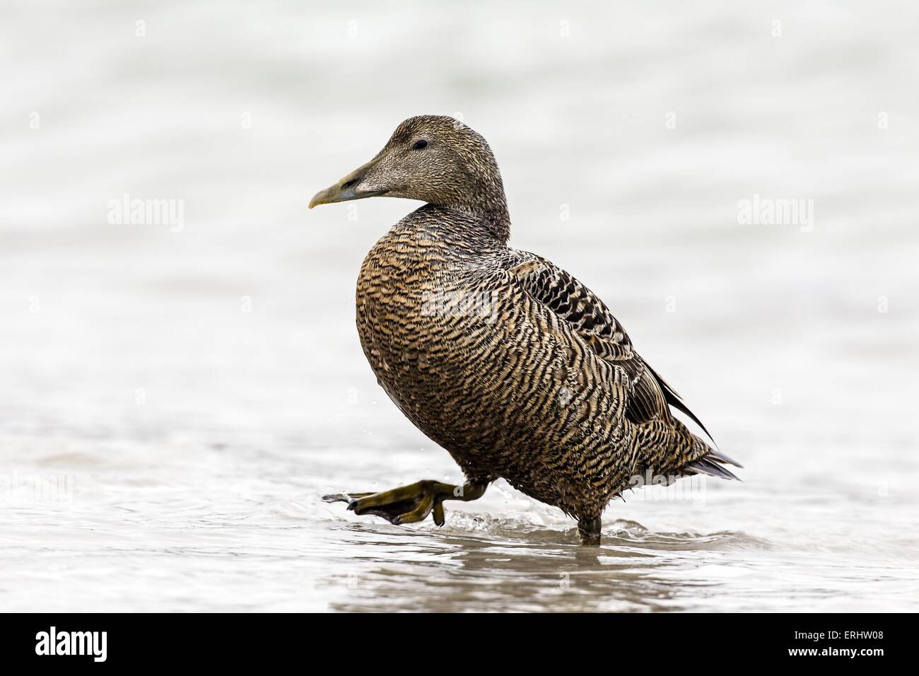common eider duck Stock Photo - Alamy