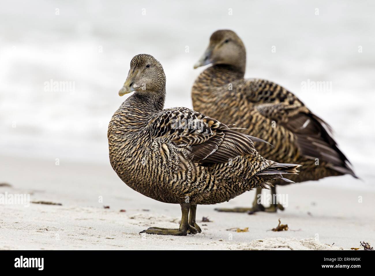 common eider ducks Stock Photo - Alamy