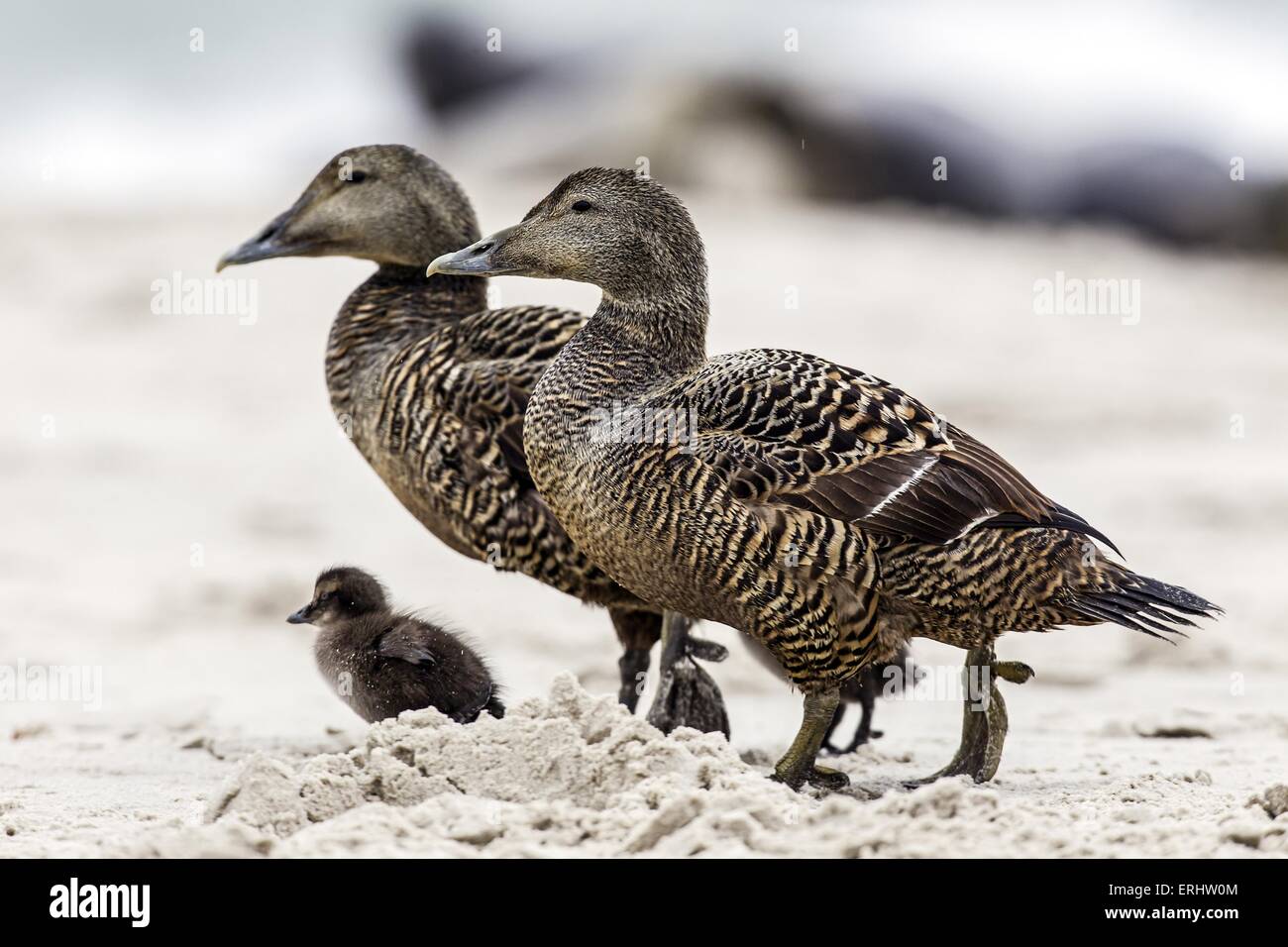 common eider ducks Stock Photo - Alamy