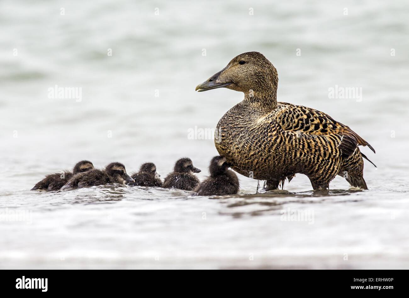 common eider ducks Stock Photo - Alamy