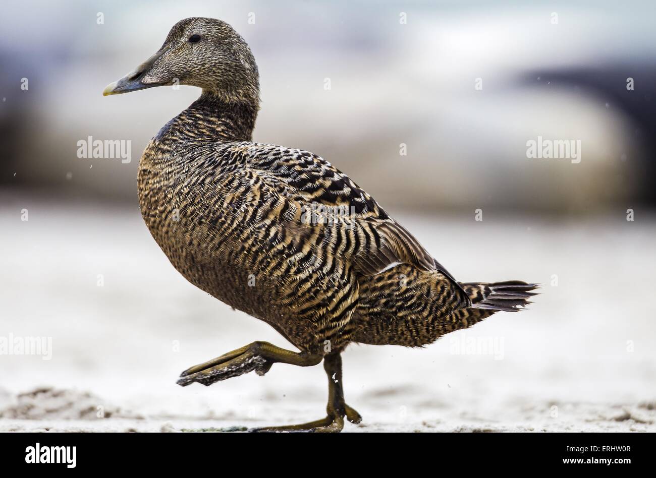common eider duck Stock Photo - Alamy
