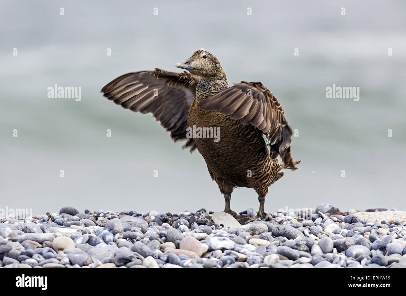 common eider duck Stock Photo - Alamy