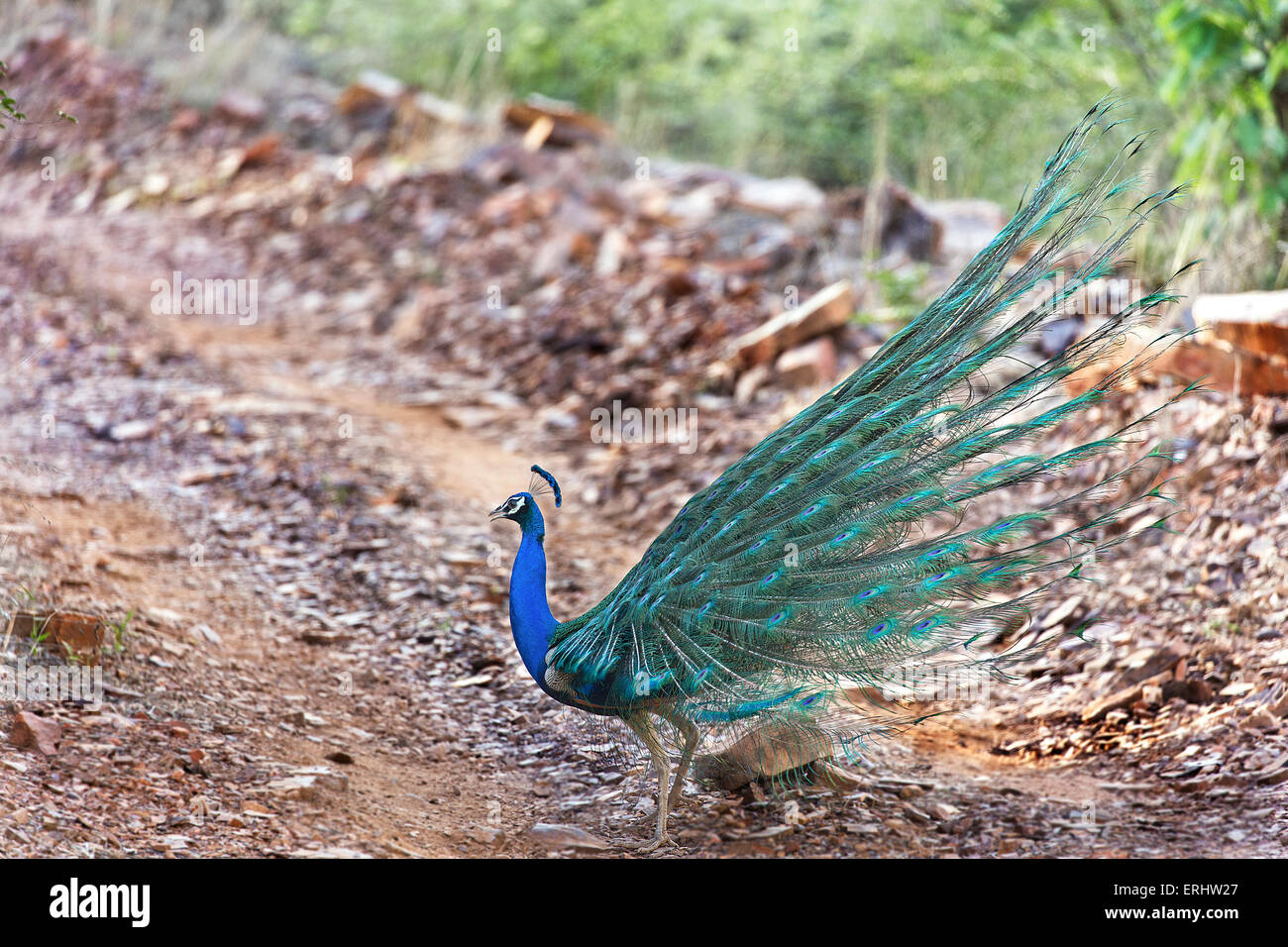 Indian peacock dance hi-res stock photography and images - Alamy
