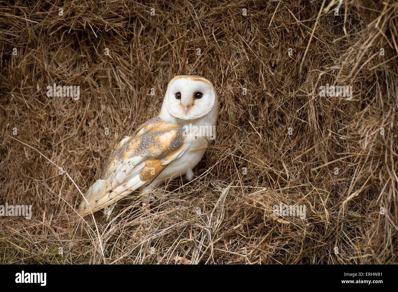 Flying hay bird hi-res stock photography and images - Alamy