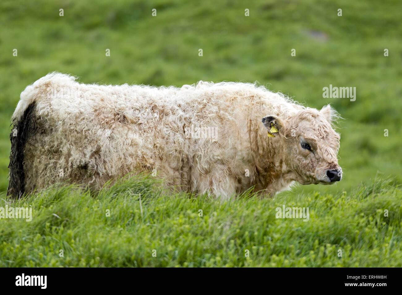 Galloway's view hi-res stock photography and images - Alamy