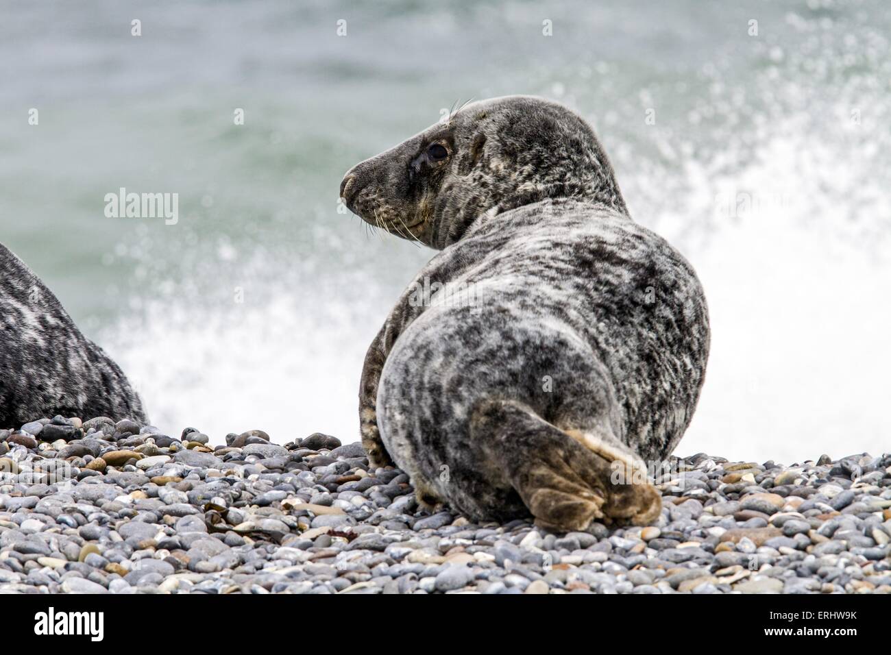 Seal backside hi-res stock photography and images - Alamy