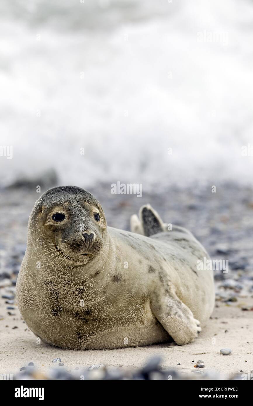 One size seal hi-res stock photography and images - Alamy