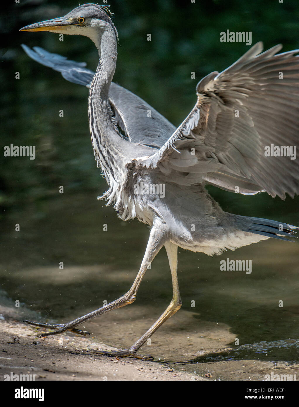 Lake with open wings hi-res stock photography and images - Alamy