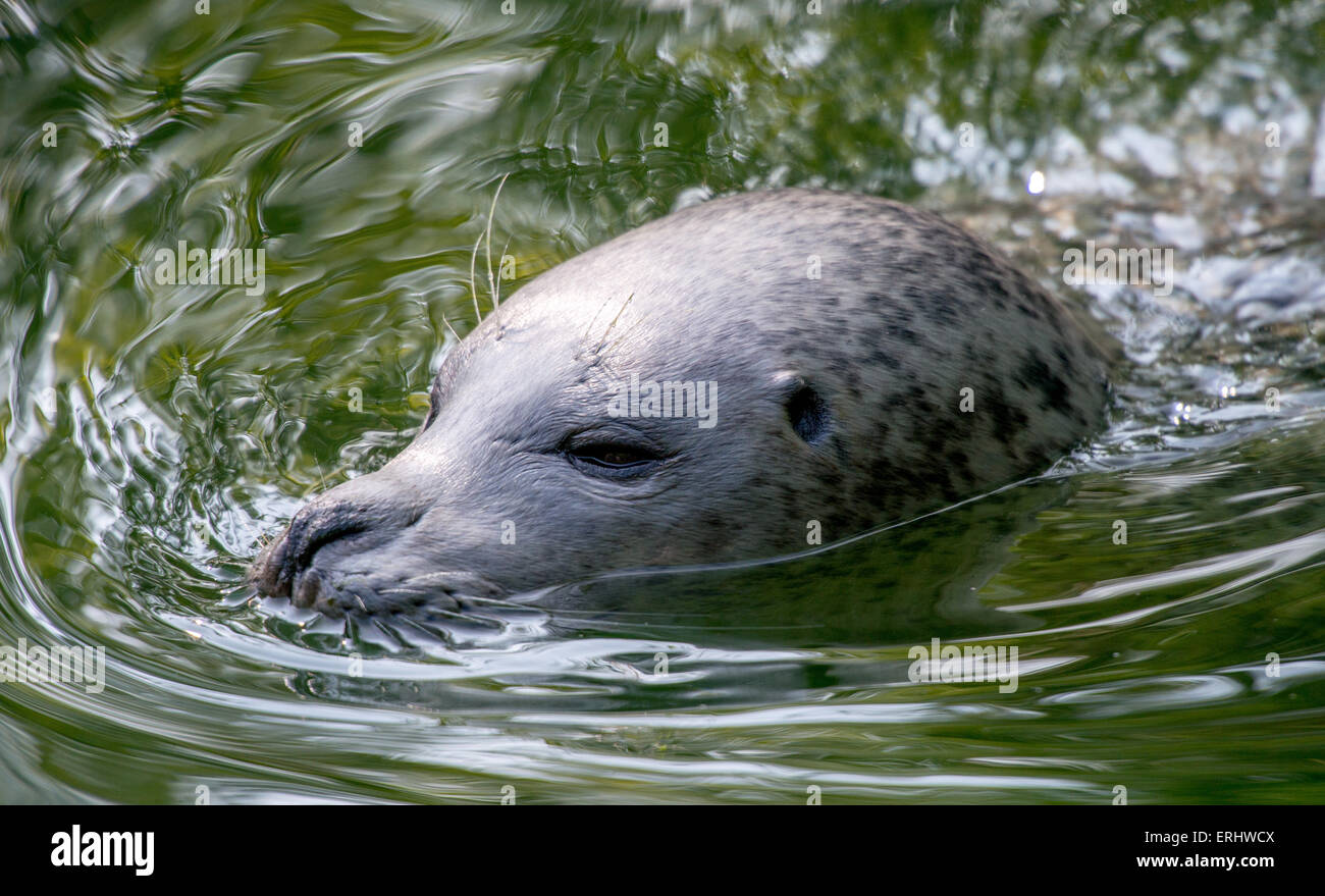 Seal head close-up Stock Photo - Alamy