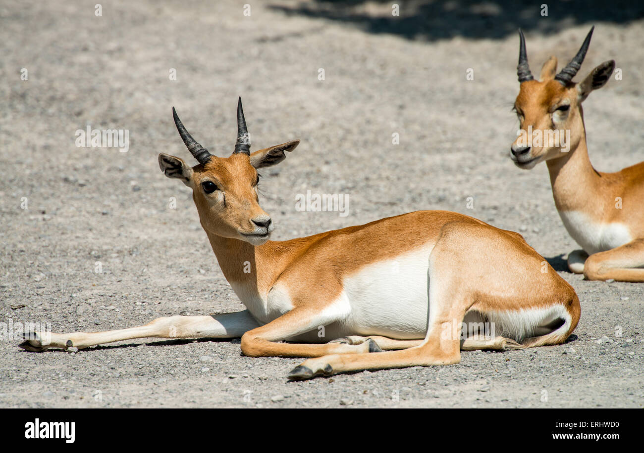 White blackbuck hi-res stock photography and images - Alamy