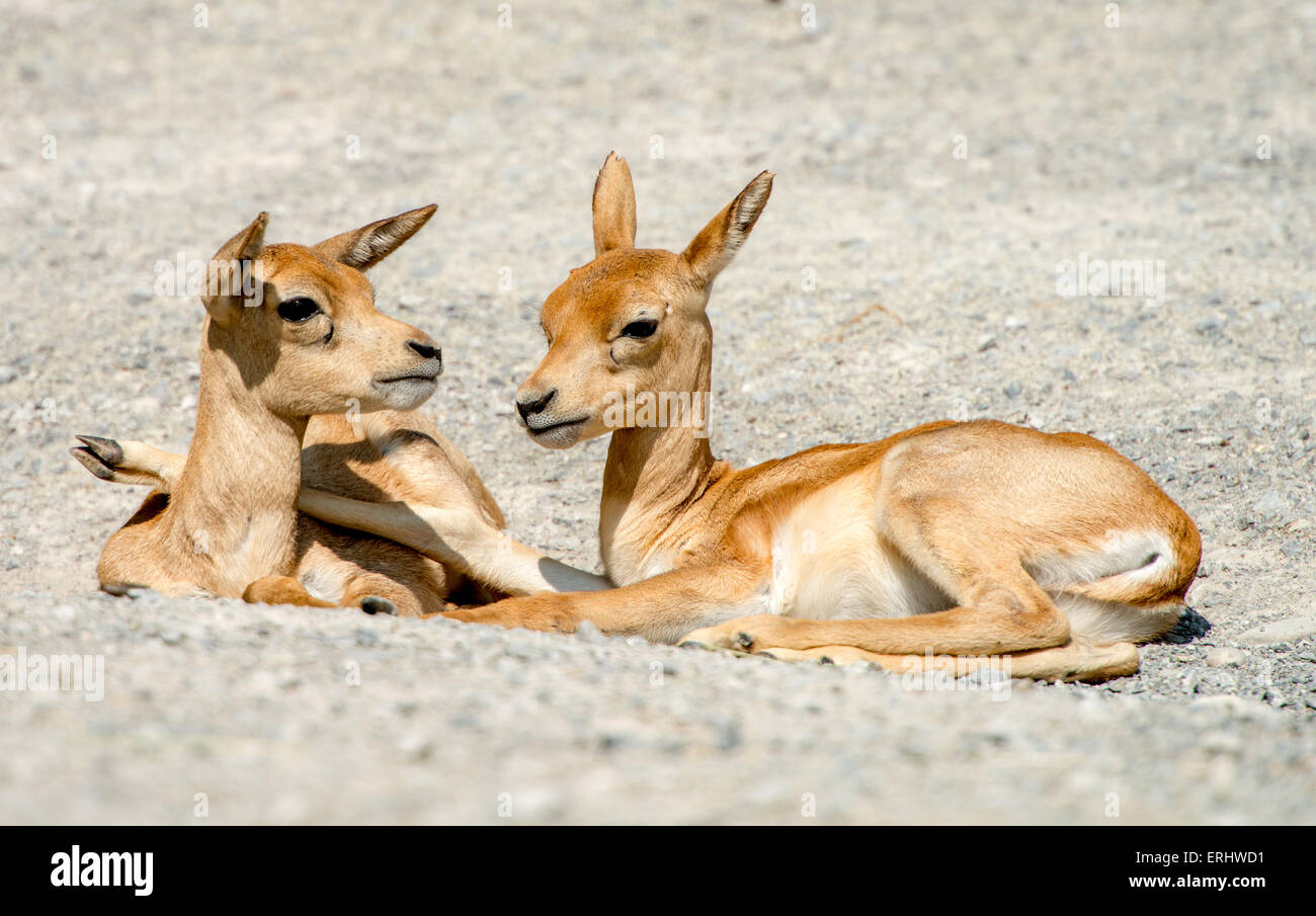 Blackbuck Antelope Baby