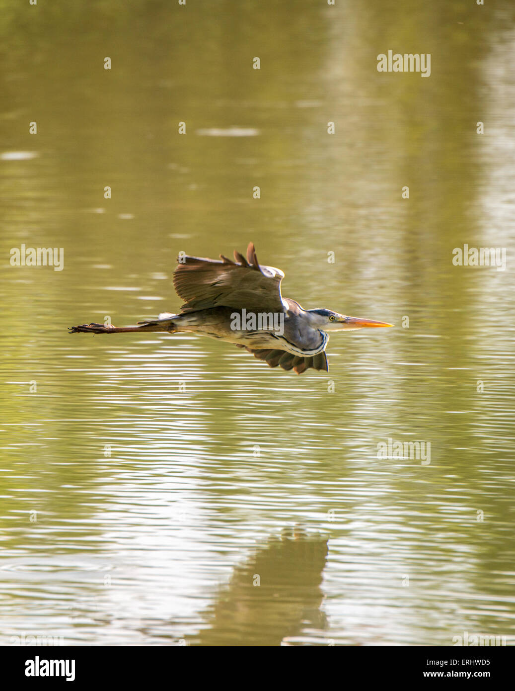 Grey heron in flight Stock Photo - Alamy