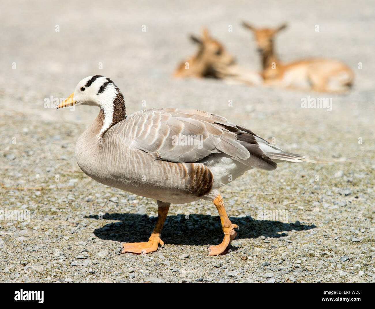 White headed goose hi-res stock photography and images - Alamy