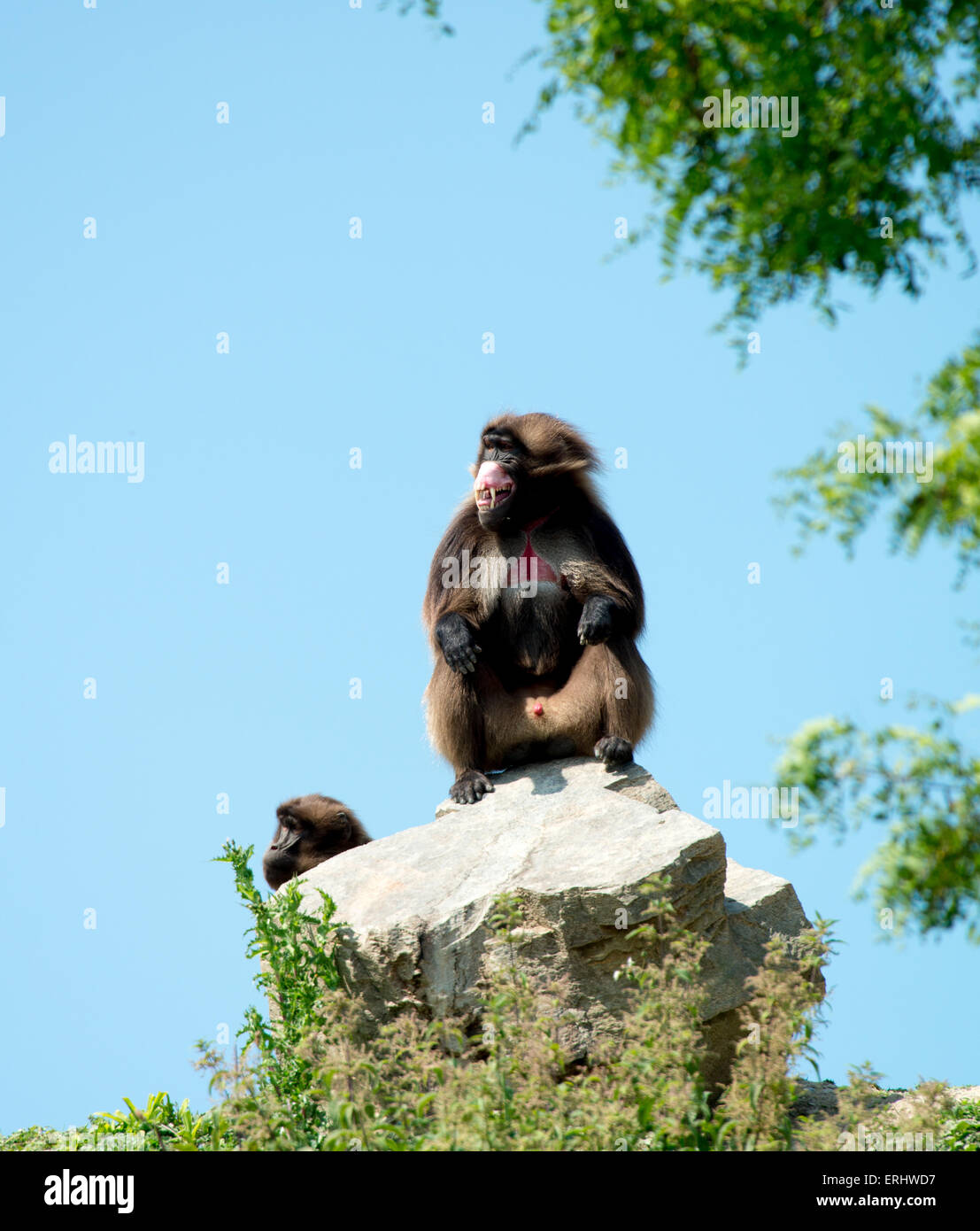 Gelada baboon on a rock Stock Photo - Alamy
